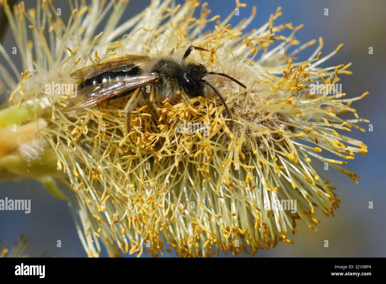 Closeup on a male Grey-backed mining bee, Andrena vaga eating pollen of ...