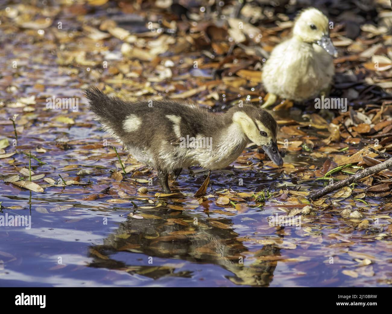 Shot of two cute duck chicks with reflection in water Stock Photo - Alamy