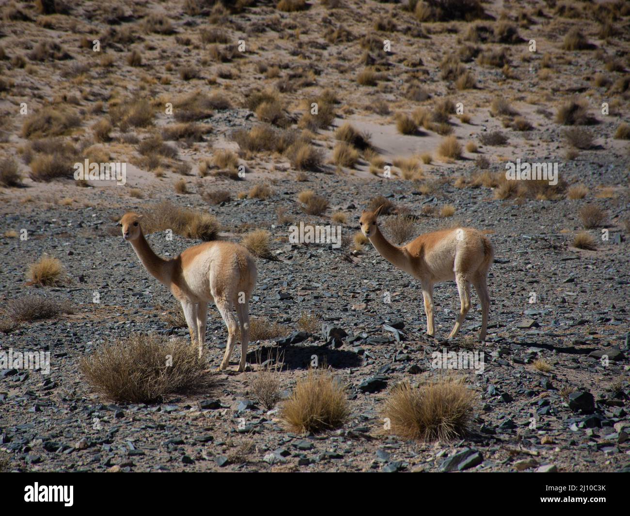 African lama hi-res stock photography and images - Alamy