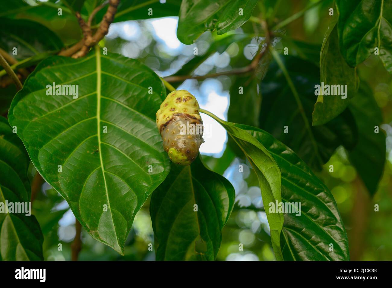 The photo shows a noni fruit hanging from a tree. The morinda tree is ...