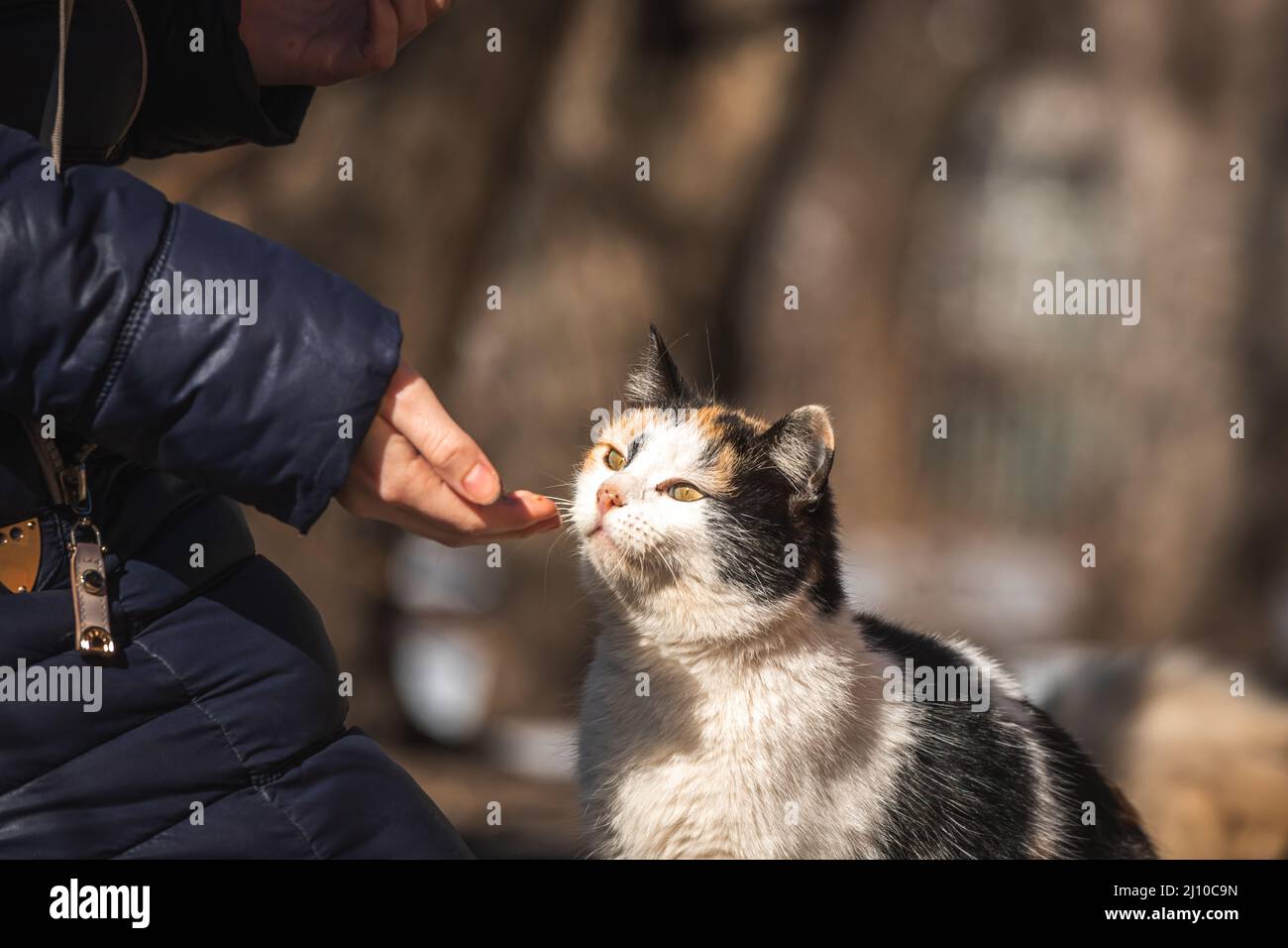 Stray feral mother white hi-res stock photography and images - Alamy