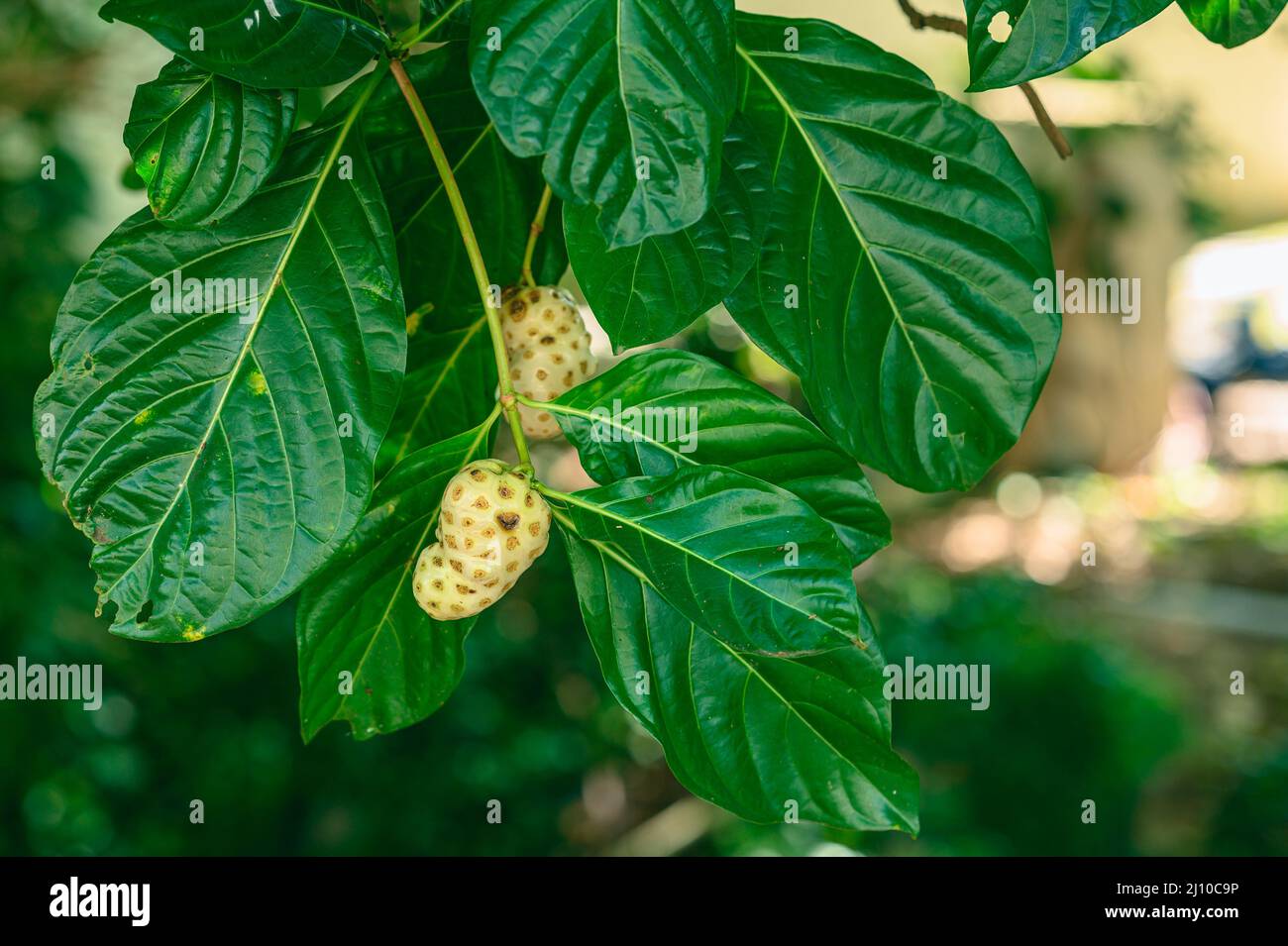 The photo shows a noni fruit hanging from a tree. The morinda tree is ...