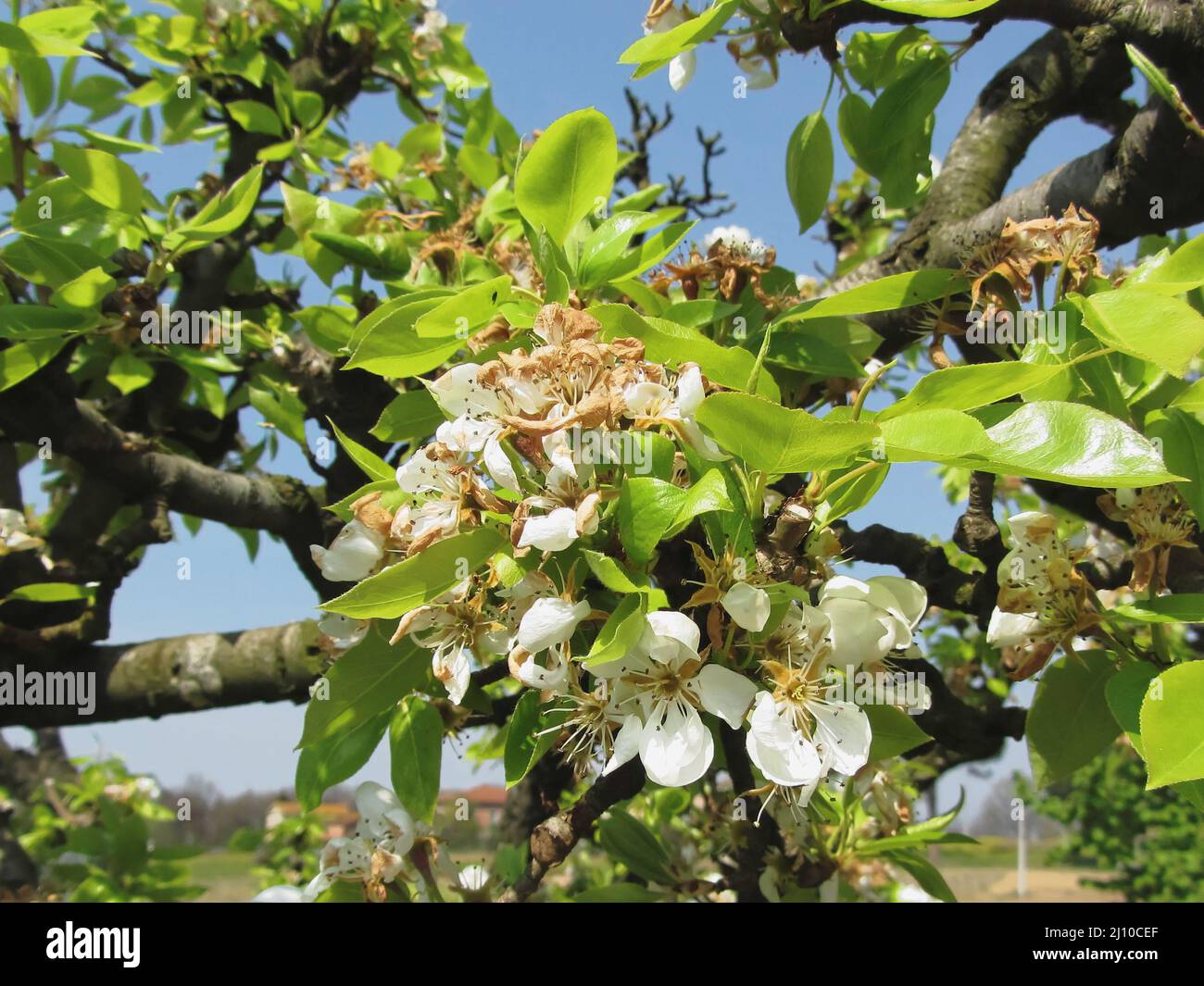 Botany blooming pear tree hi-res stock photography and images - Alamy