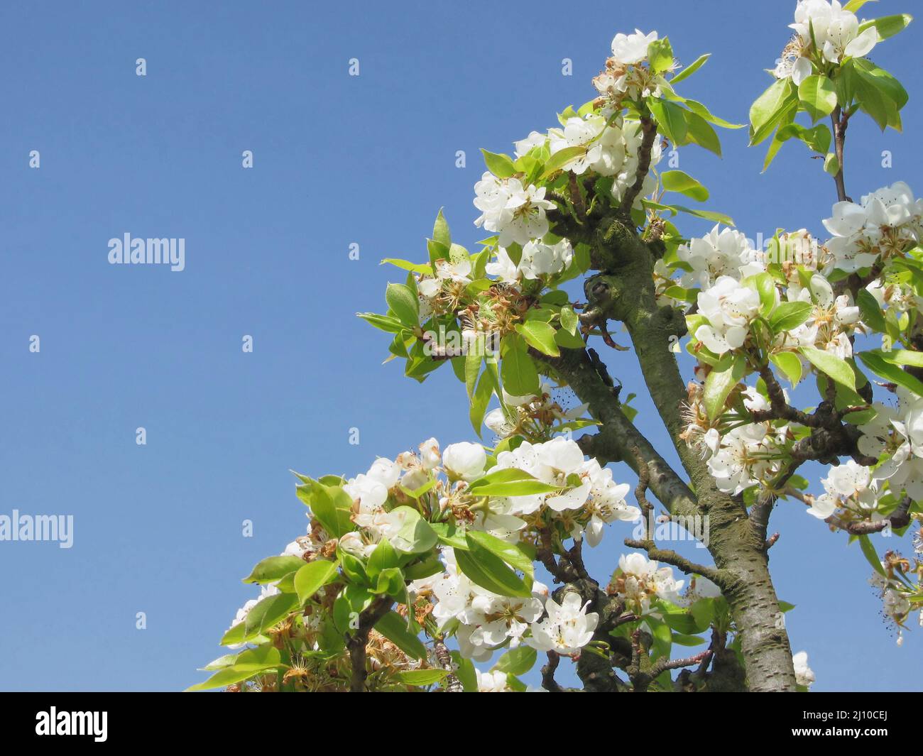 Pear tree branches with blossoms Stock Photo - Alamy
