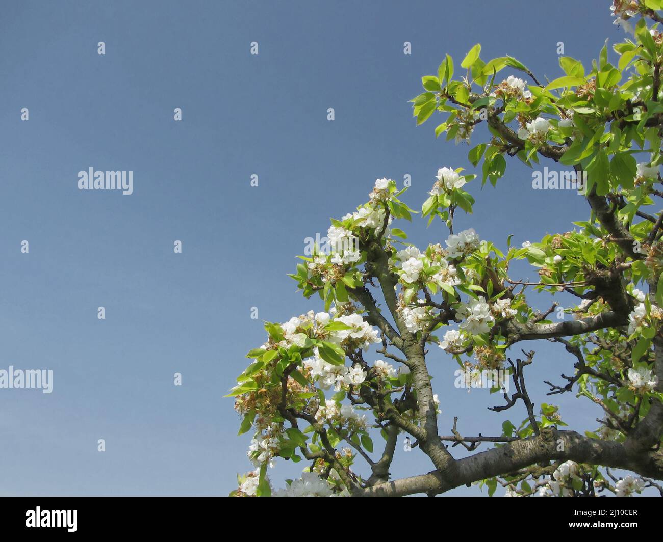 Pear tree branches with blossoms Stock Photo - Alamy