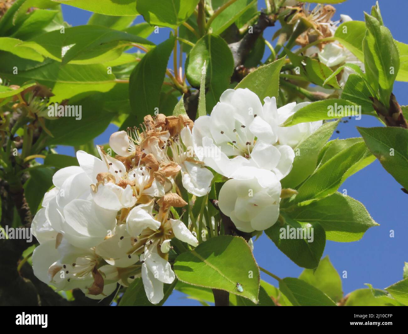 Blossom pear tree blue hi-res stock photography and images - Alamy