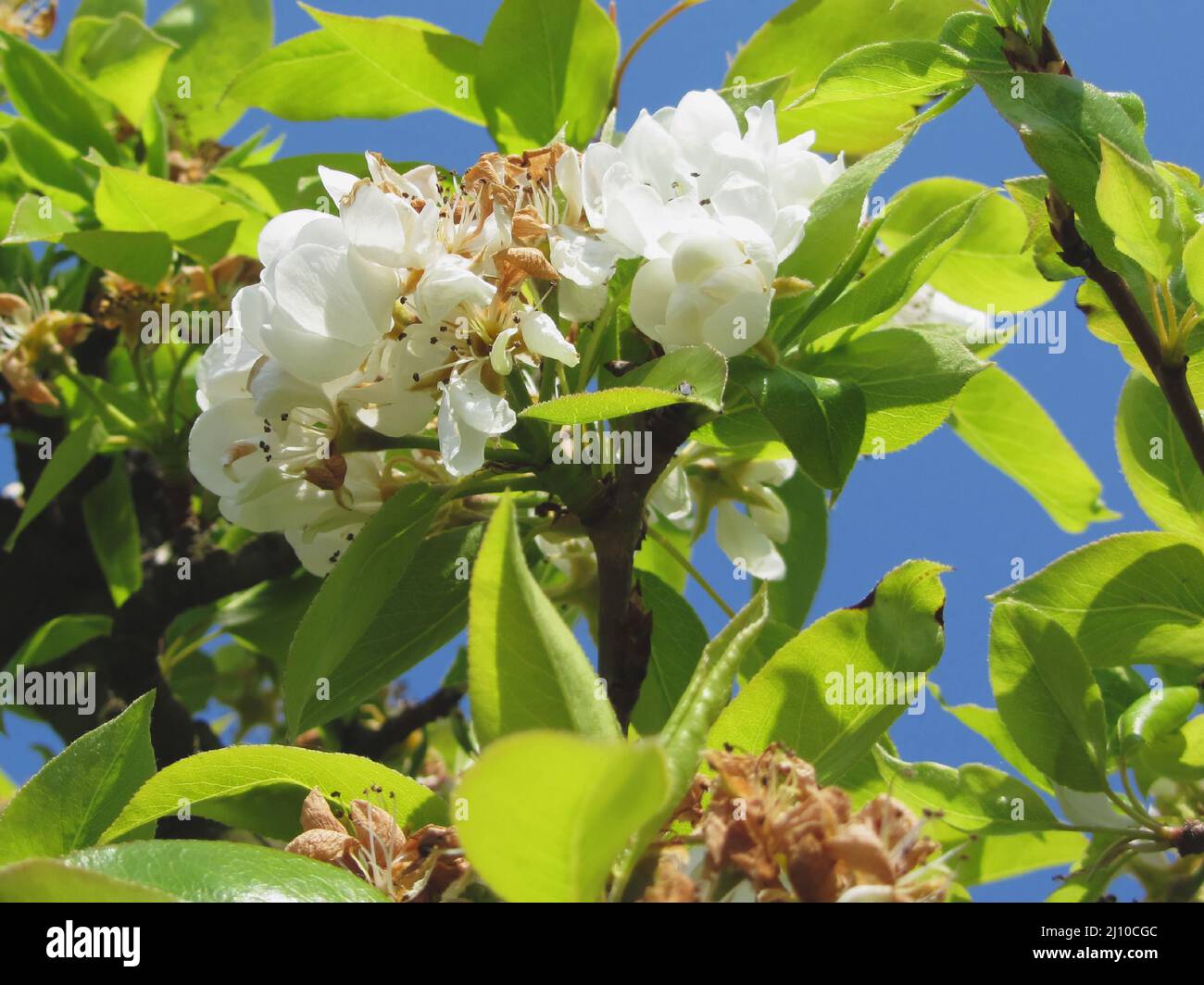 Pear tree branches with blossoms Stock Photo - Alamy