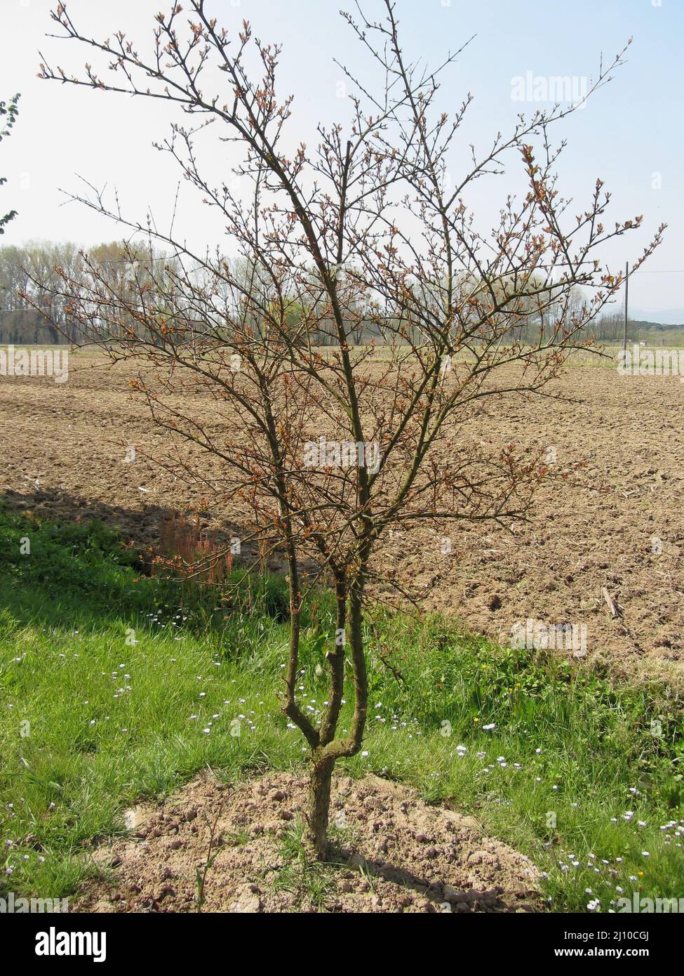 Budding pomegranate tree in spring Stock Photo - Alamy