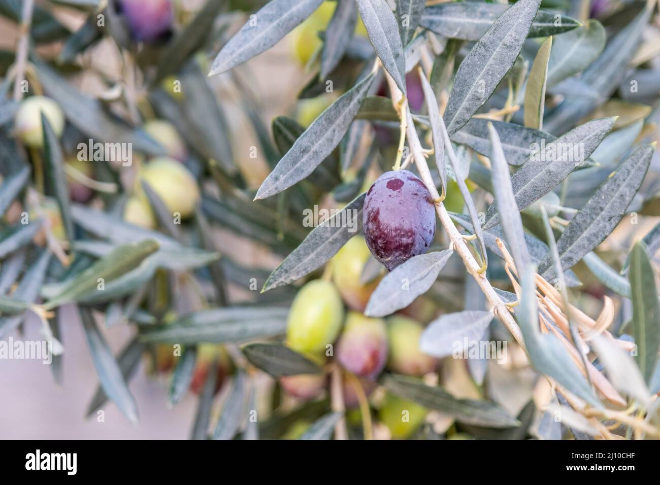 Many green and colored Olive fruits. Branch with leafs and ripe olives ...