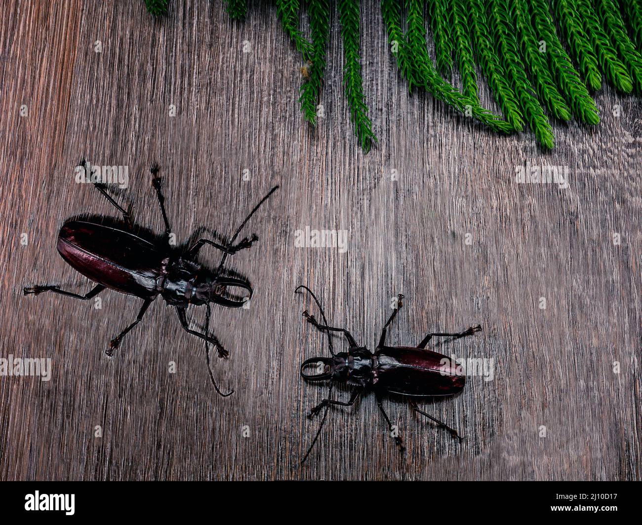 The photo shows the Titan beetle. The largest beetle in the world. Live ...