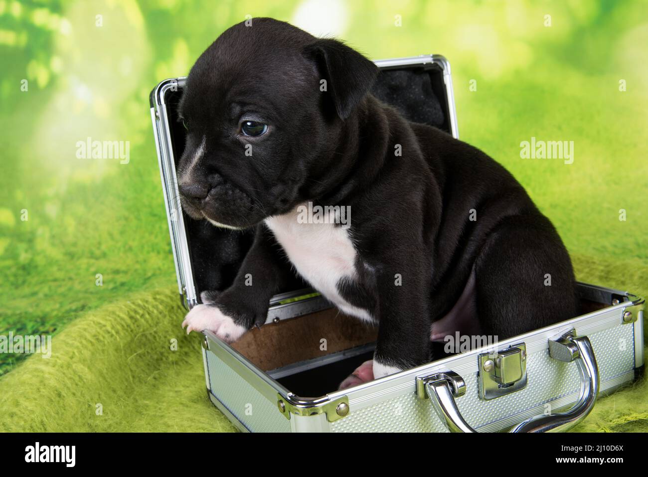 Black and white American Staffordshire Terrier dog or AmStaff puppy on ...