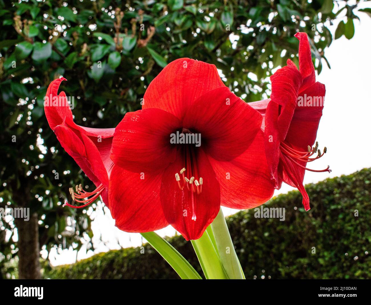 Hippeastrum bulbs hi-res stock photography and images - Alamy