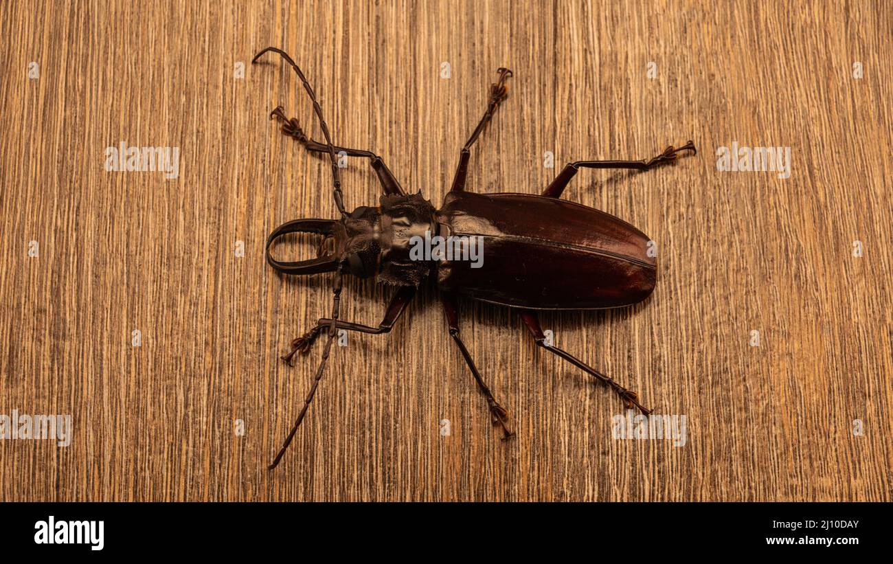 The photo shows the Titan beetle. The largest beetle in the world. Live ...