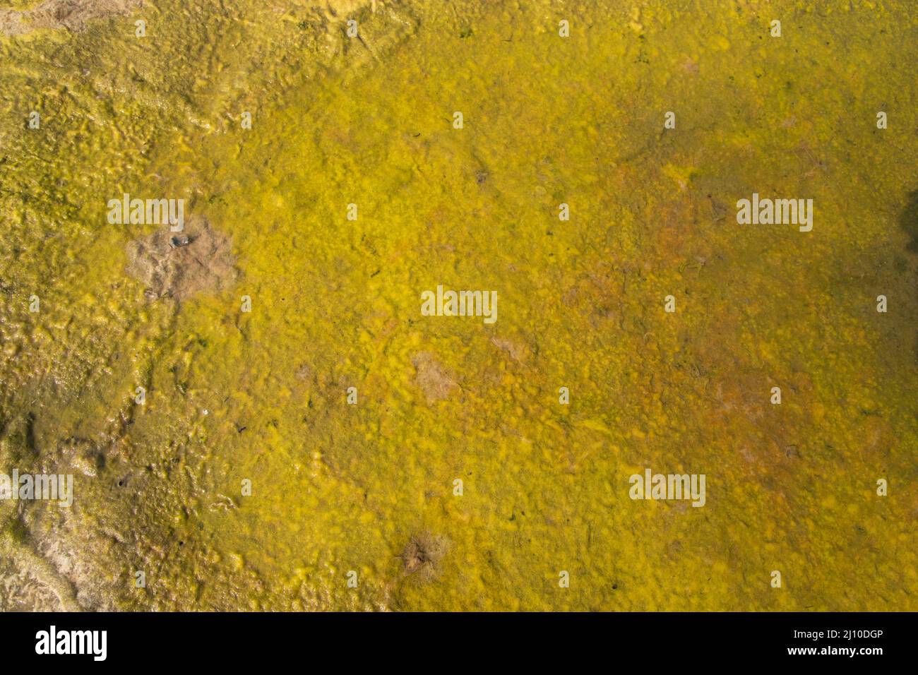 Water wet green moss Texture Background. Natural Background Texture ...