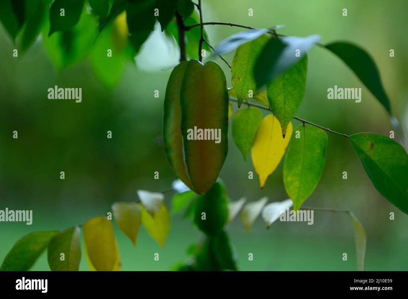 The photo shows a yellow tropical fruit - carambol. The exotic fruit ...