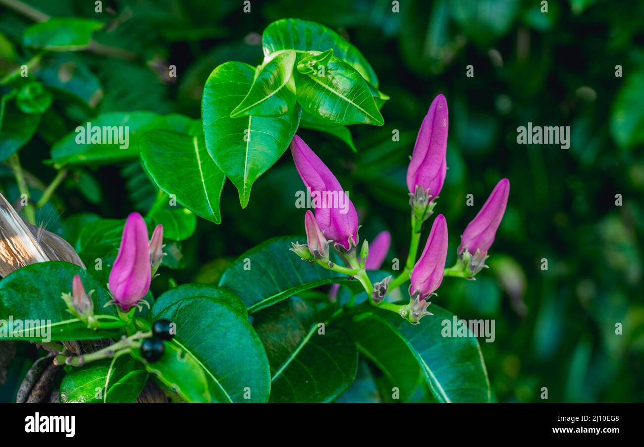 Photo of purple flower taken on the beach of the atlantic ocean in the ...