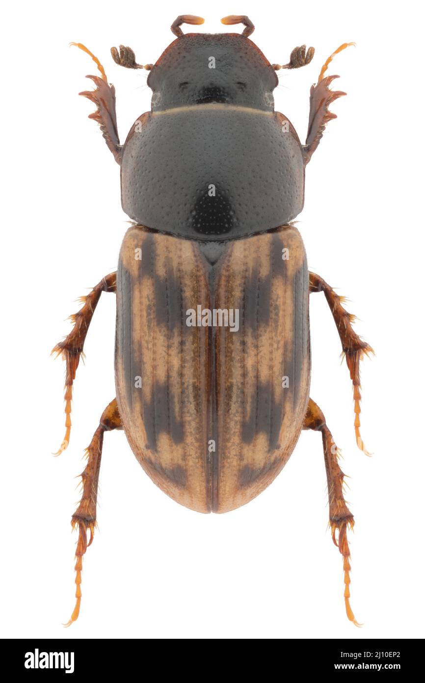 Aphodius or Chilothorax distinctus beetle specimen Stock Photo - Alamy
