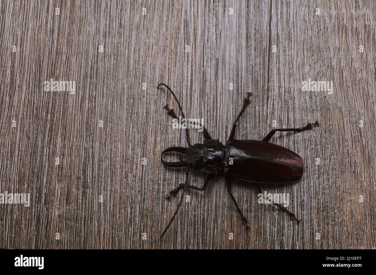 The photo shows the Titan beetle. The largest beetle in the world. Live ...