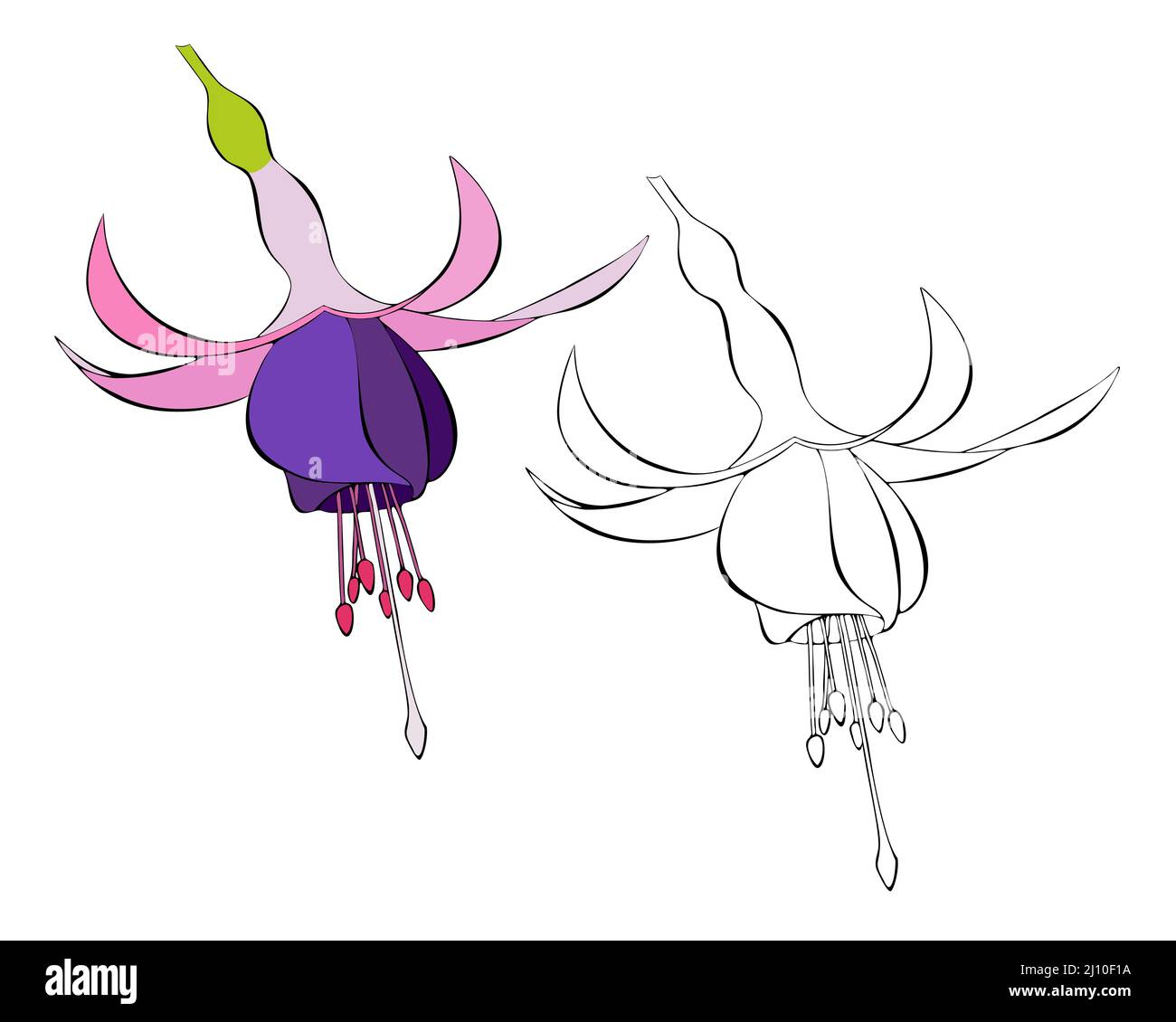 Pink-purple fuchsia Bella. Contour drawing Fuchsia. Isolated ...