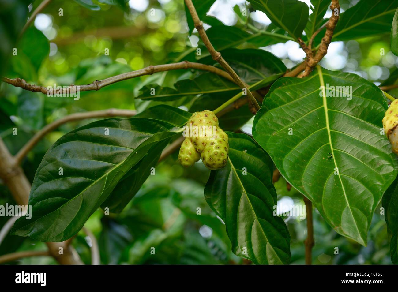 The photo shows a noni fruit hanging from a tree. The morinda tree is ...