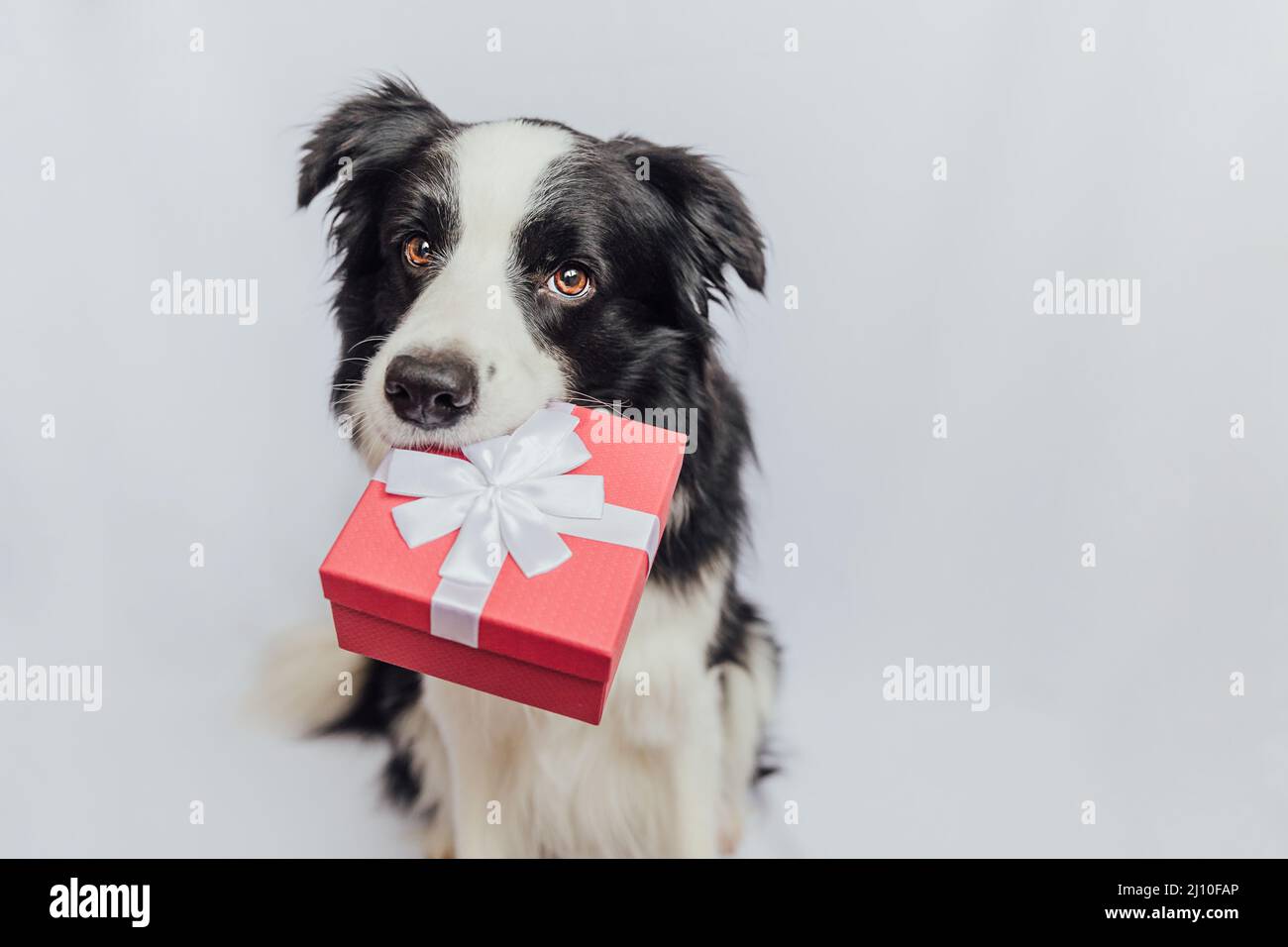Border collie puppy box hi-res stock photography and images - Alamy