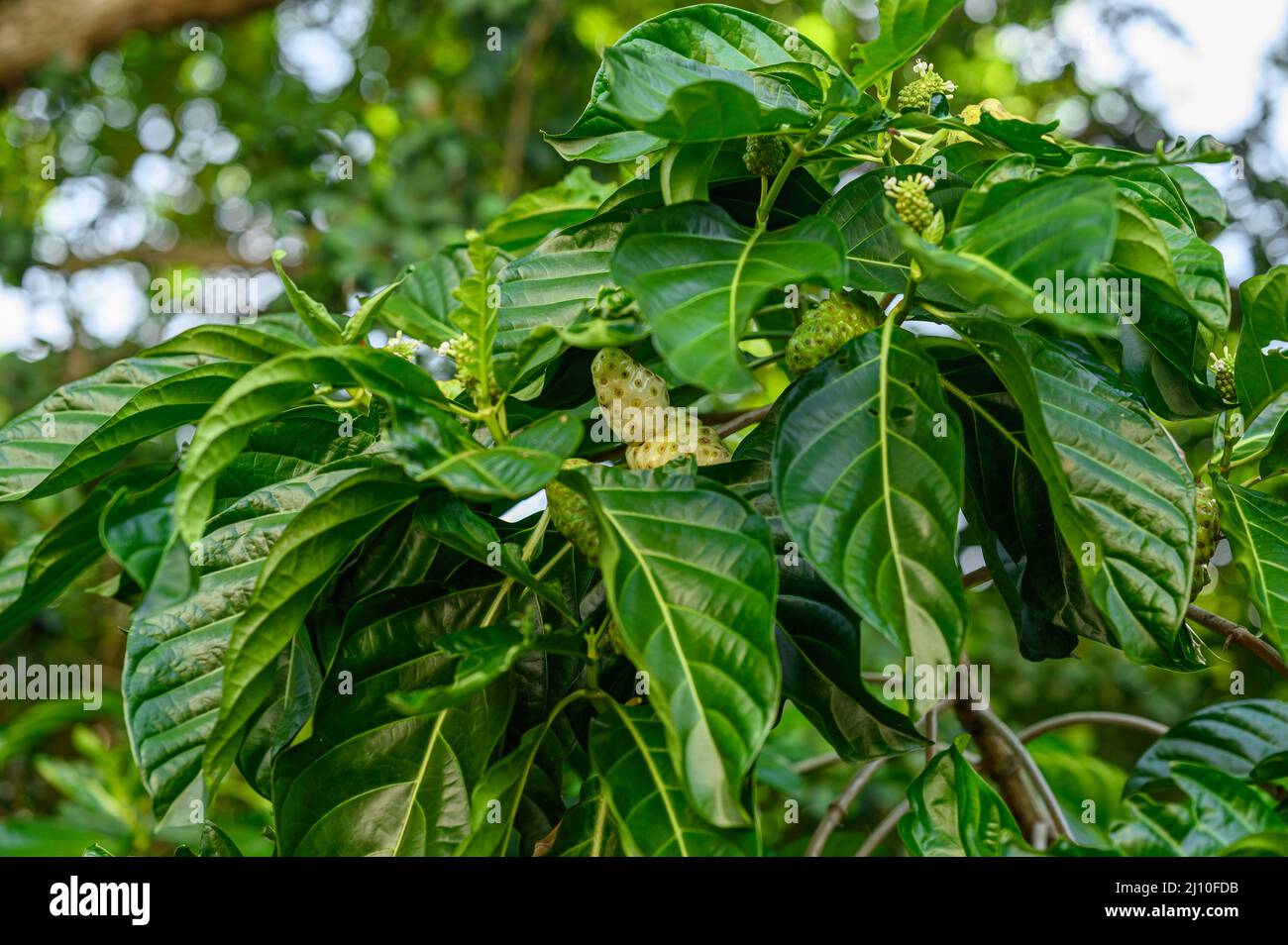 The photo shows a noni fruit hanging from a tree. The morinda tree is ...