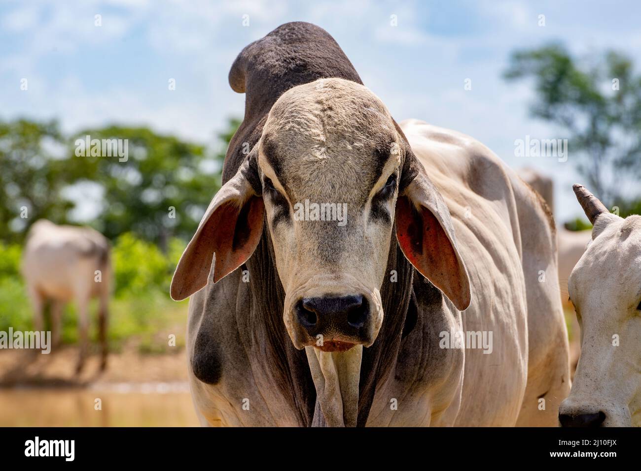 Brahman cattle brazil hi-res stock photography and images - Alamy