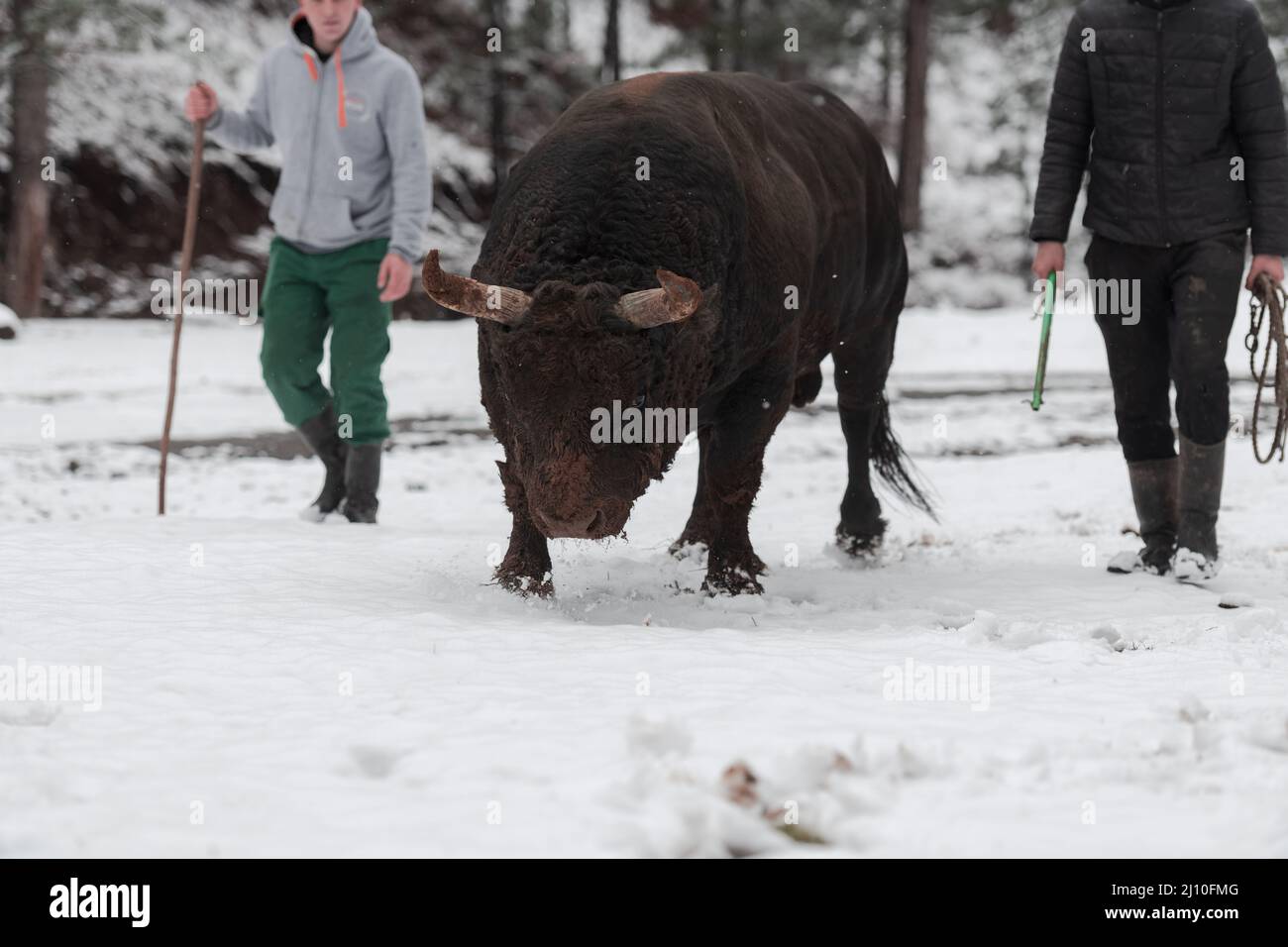 Bull buffalo preparing hi-res stock photography and images - Alamy