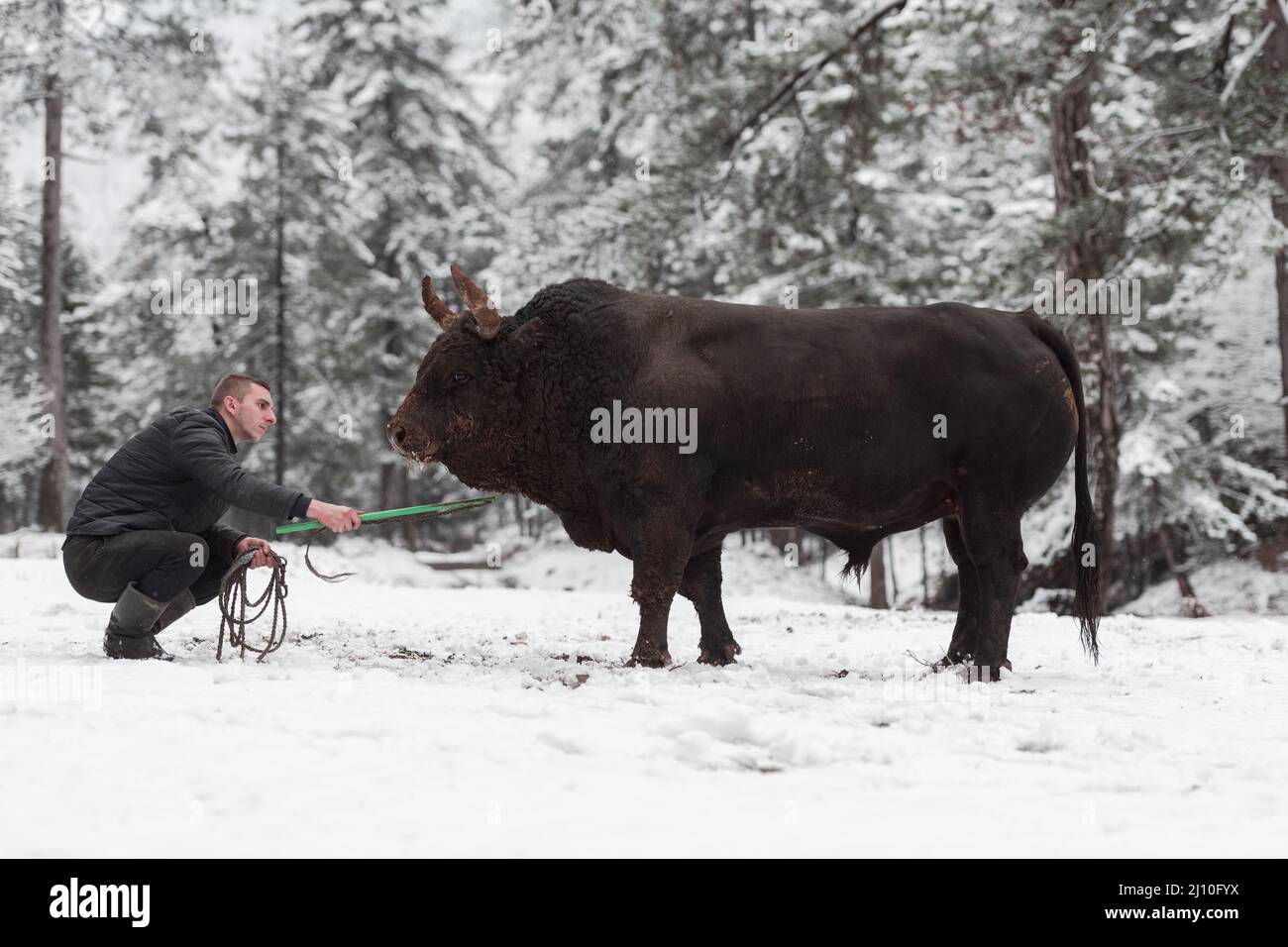 Bull buffalo preparing hi-res stock photography and images - Alamy
