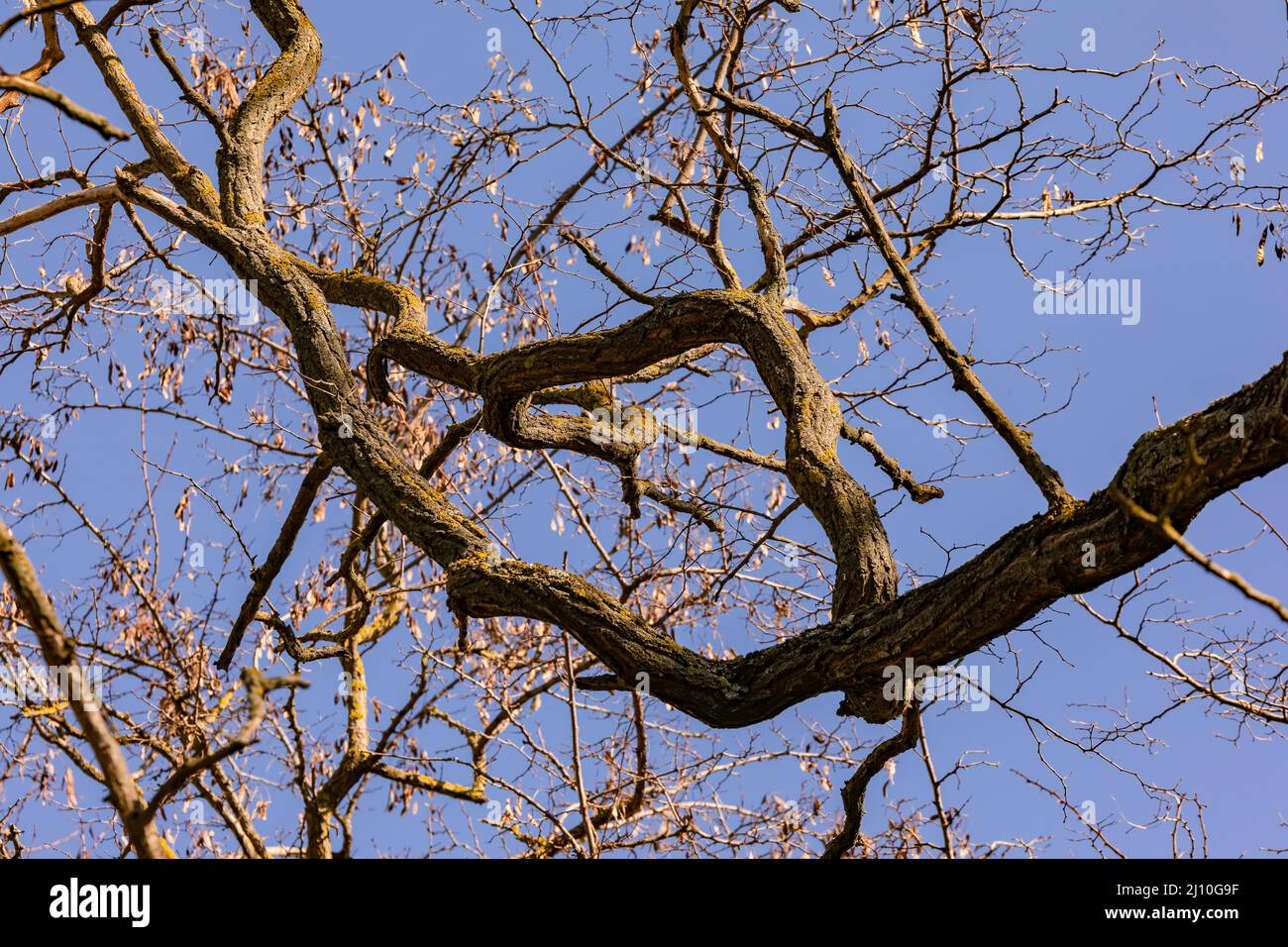 Many leafless branches of a tree in winter with a blue sky in Germany ...