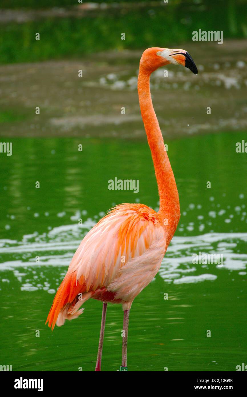 Closeup shot flamingo birds hi-res stock photography and images - Alamy