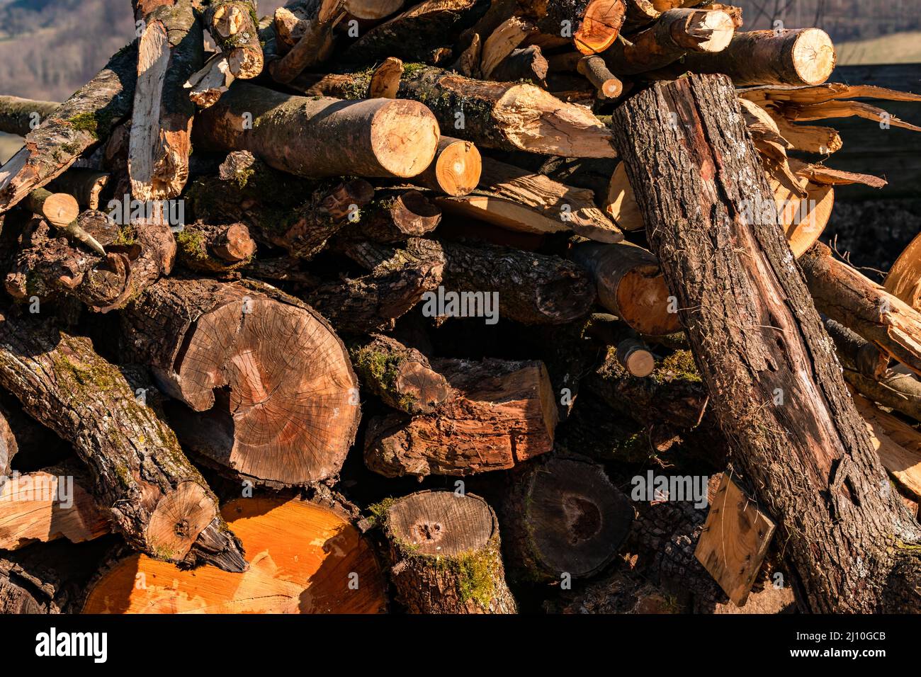 Tree trunks and branches that have been felled and sawn off lie on a ...