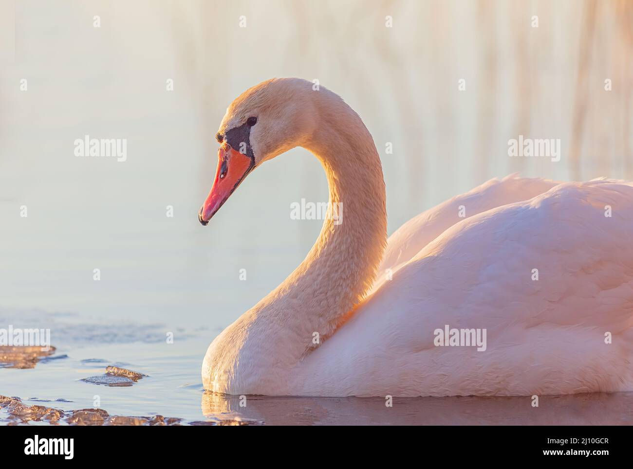 Common european wild big bird mute swan, Cygnus olor, evening light ...