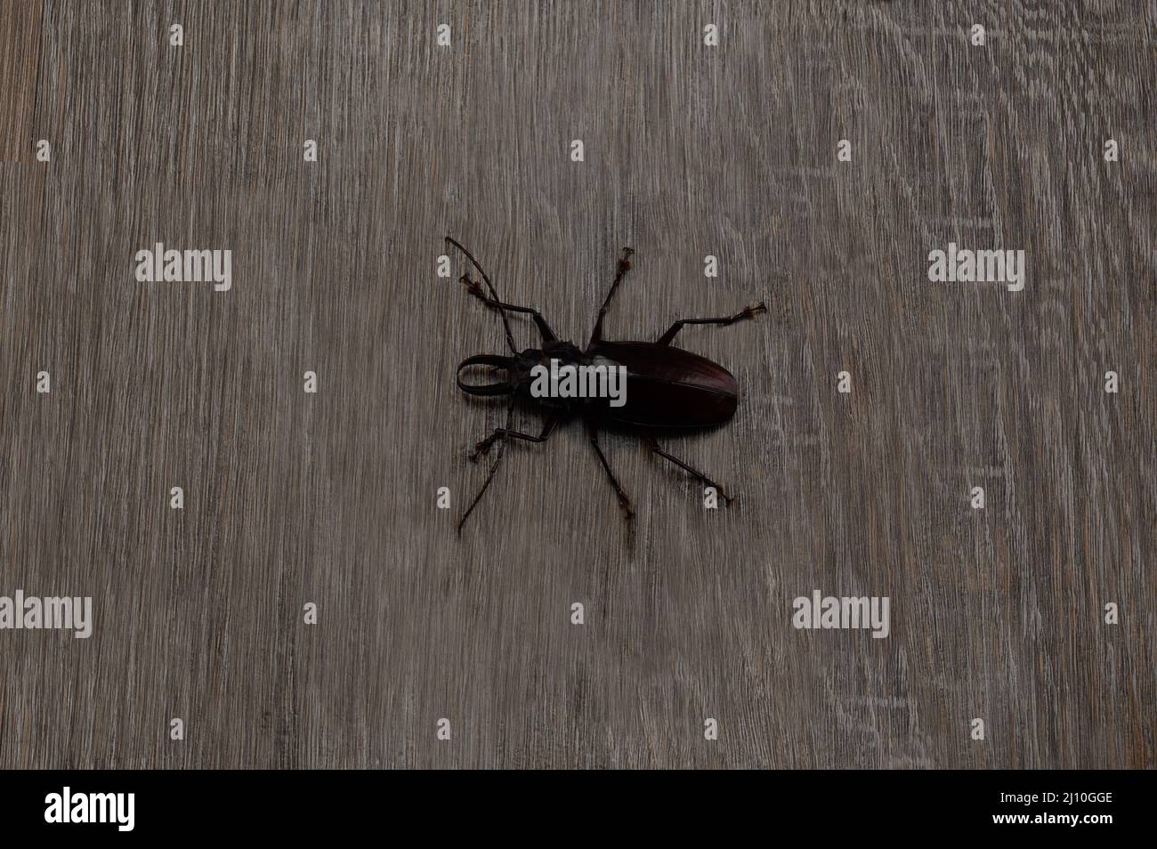 The photo shows the Titan beetle. The largest beetle in the world. Live ...