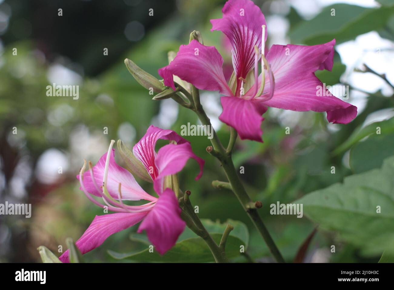 Closeup view of blooming bauhinia purpurea, a flowering plant with ...