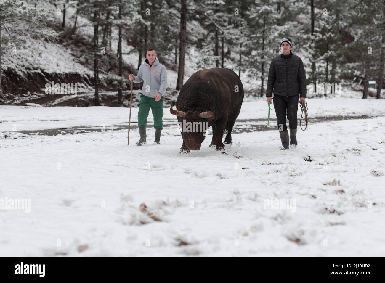 Bull buffalo preparing hi-res stock photography and images - Alamy
