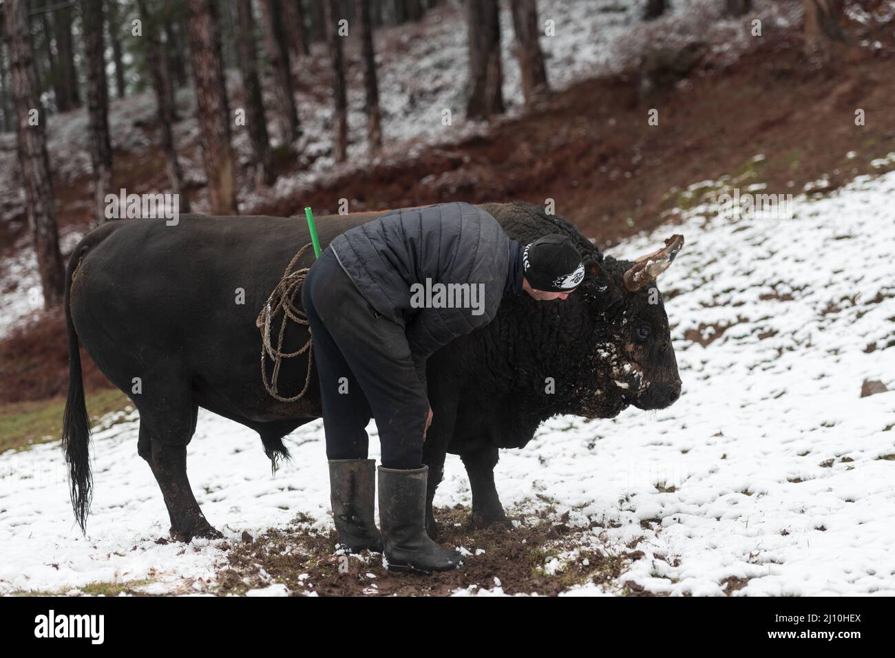 Bull buffalo preparing hi-res stock photography and images - Alamy