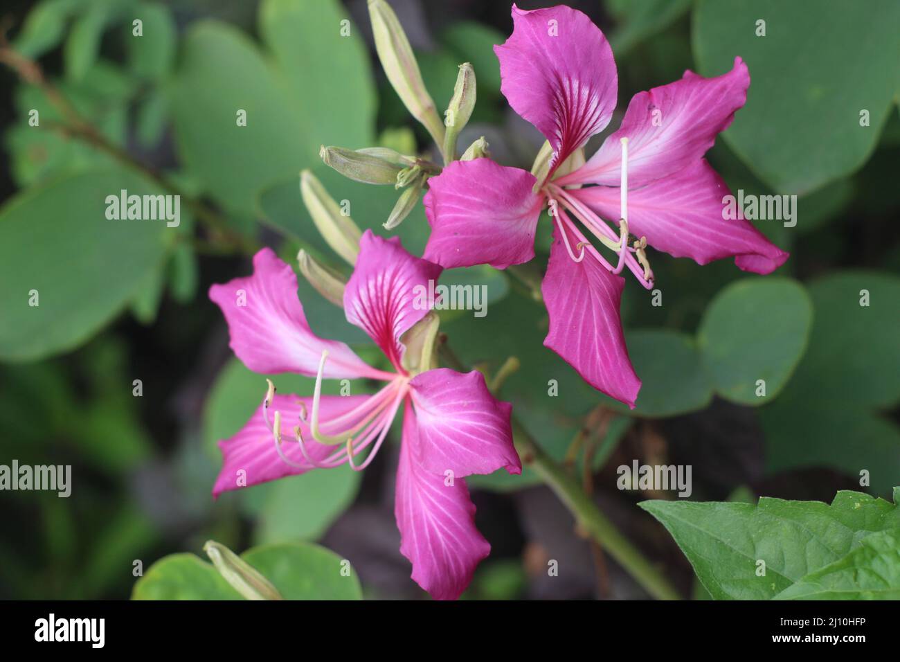 Butterfly Tree Bauhinia