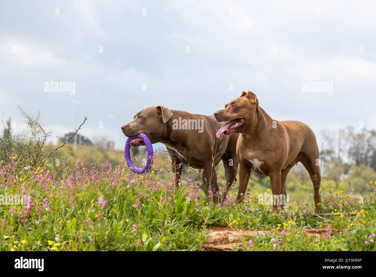 Dogs stand in an open field Stock Photo - Alamy