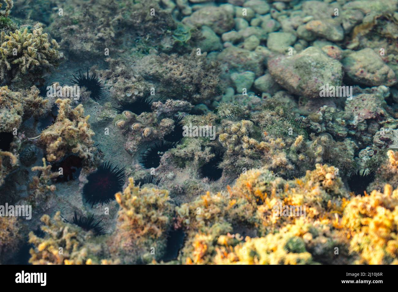 The photo shows the seabed in a coral reef where you can see a lot of ...