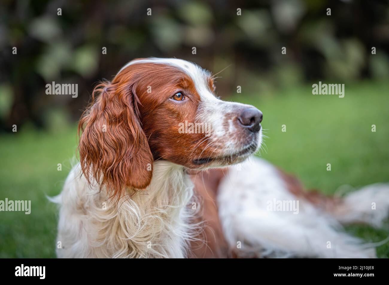 Pointer setter hi-res stock photography and images - Alamy