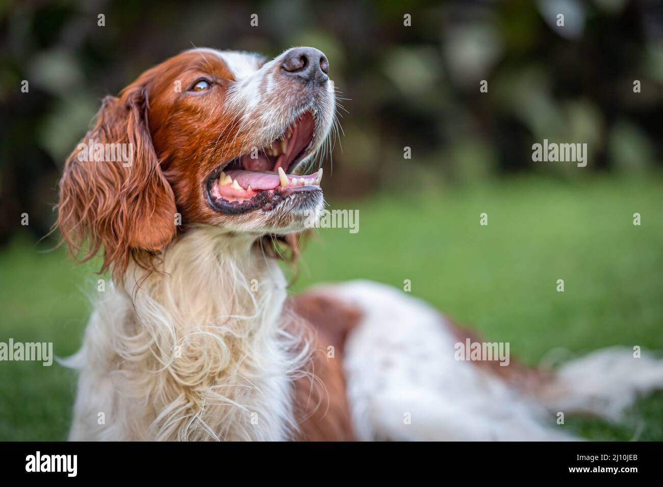 Pointer setter hi-res stock photography and images - Alamy