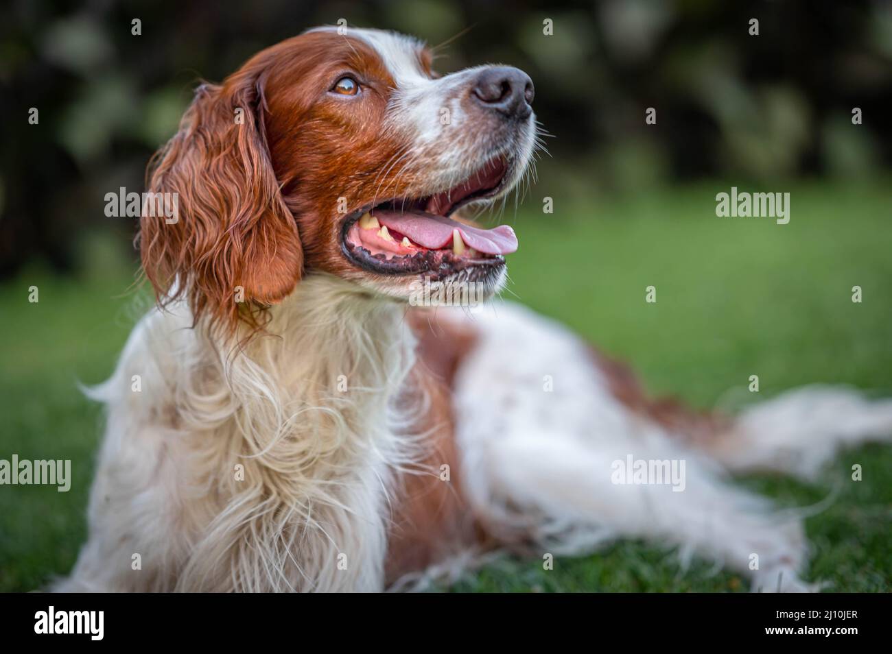 Pointer setter hi-res stock photography and images - Alamy