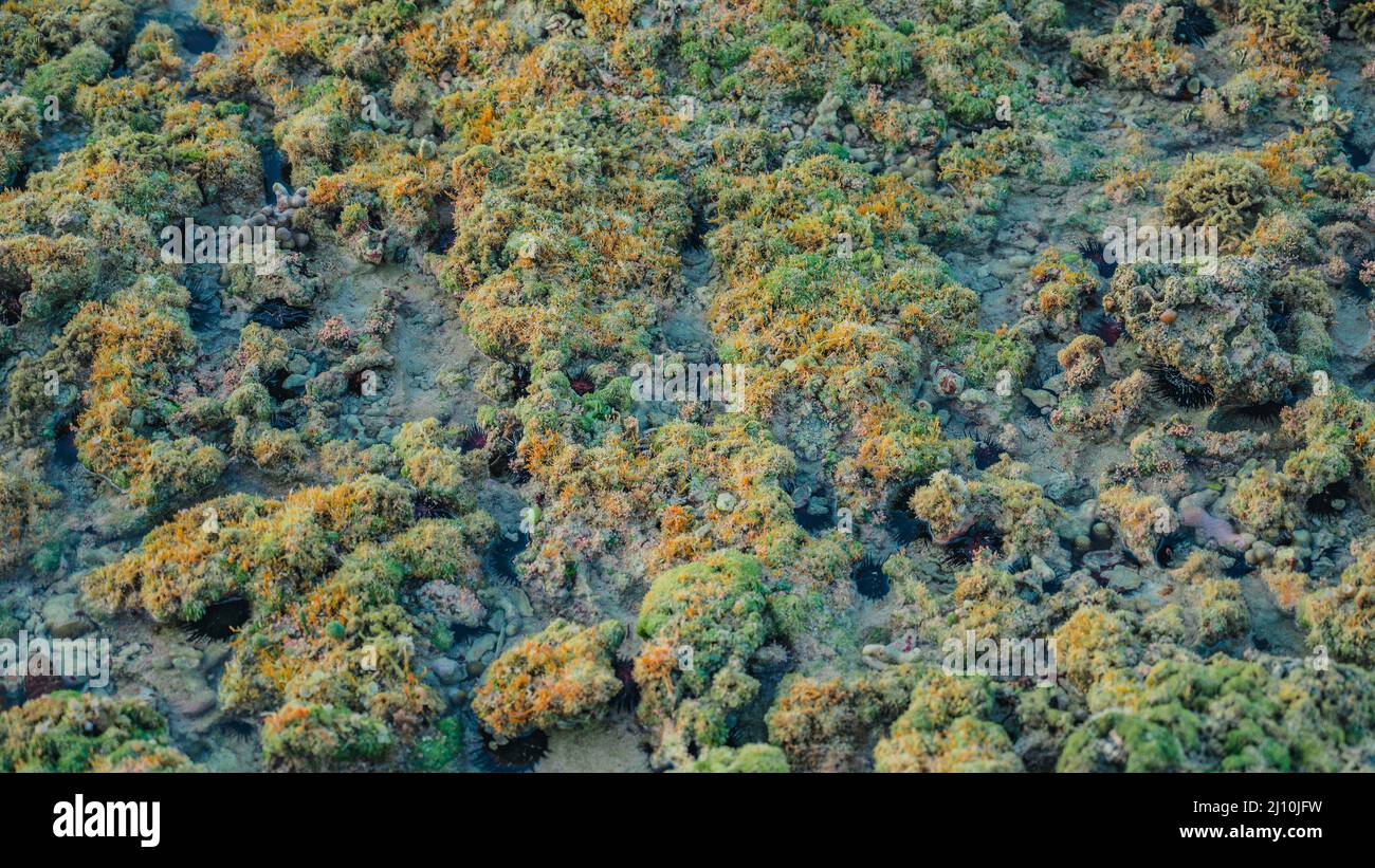 The photo shows the seabed in a coral reef where you can see a lot of ...