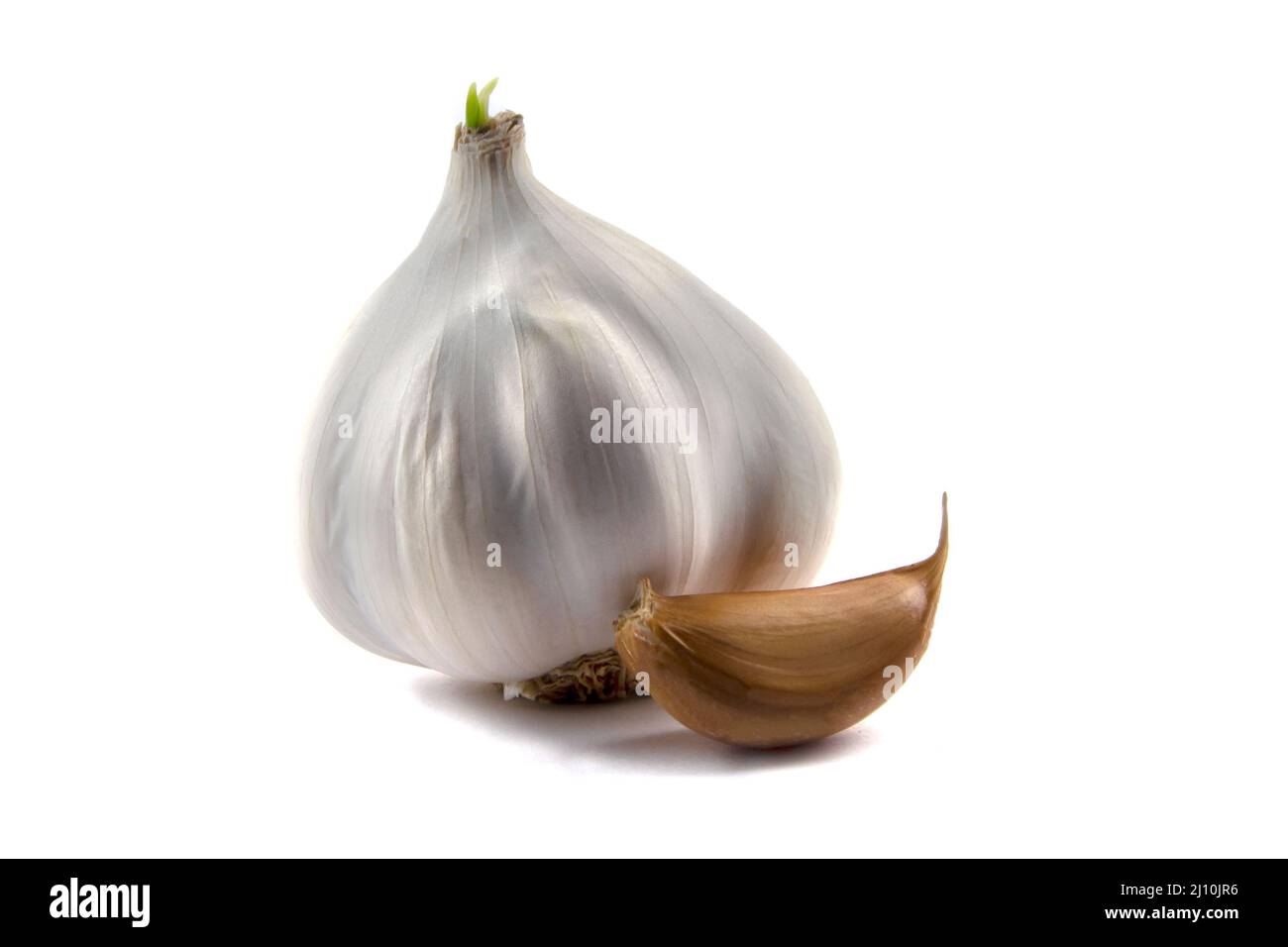 Garlic clove and bulb isolated on white background Stock Photo - Alamy