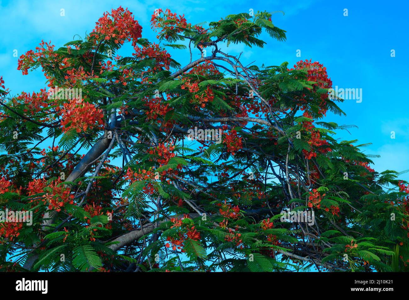 The photo shows an exotic freestanding tree. It grows on the Caribbean ...