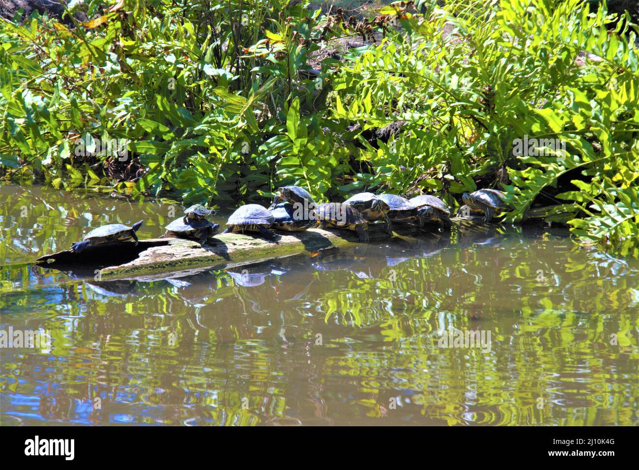 Shot turtle on log hi-res stock photography and images - Alamy