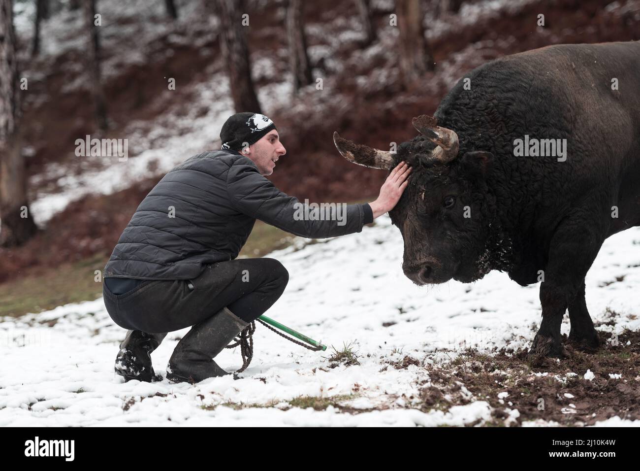 Fighter Bull whispers, A man who training a bull on a snowy winter day ...