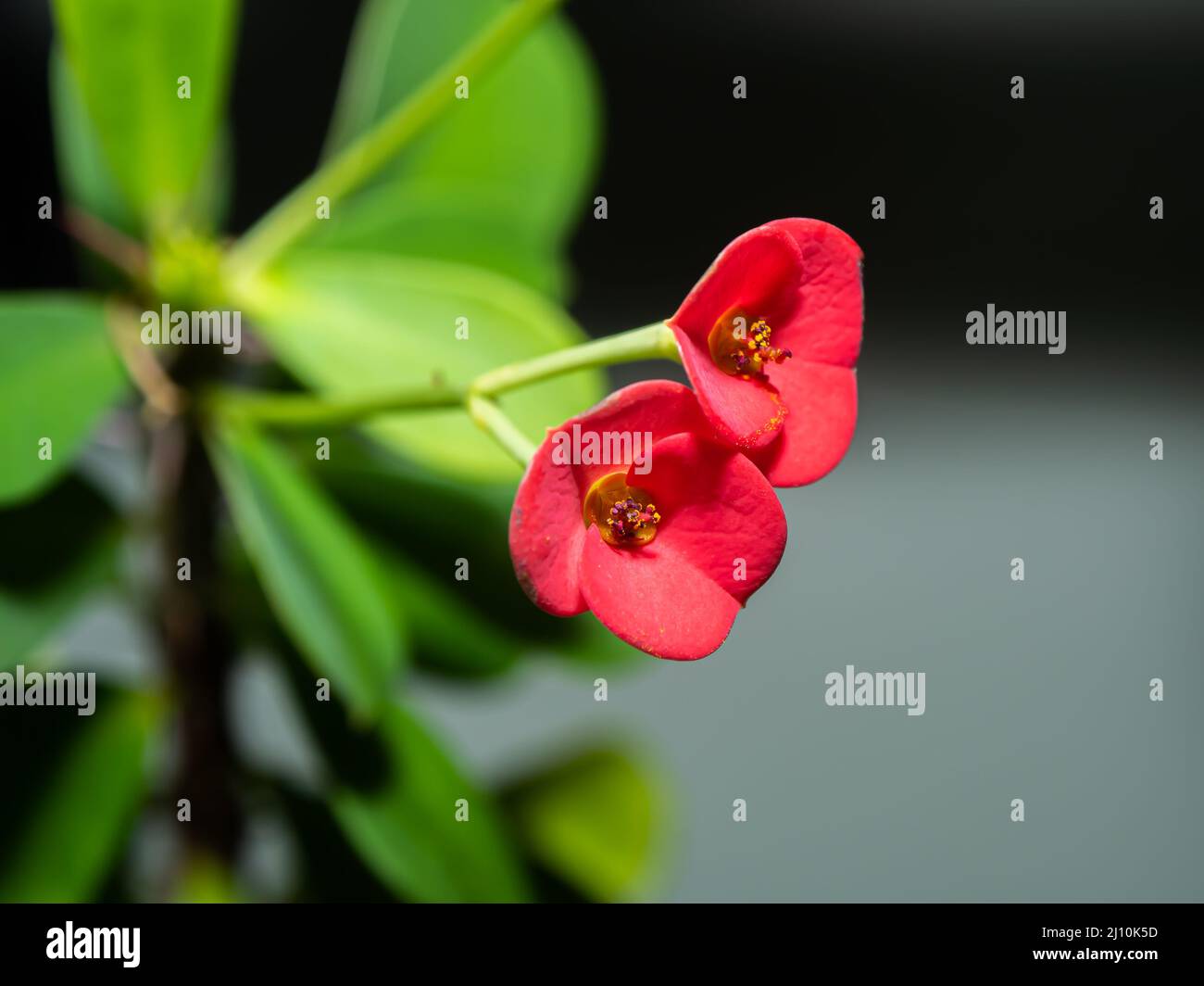 Poi Sian Flower, traditional flower in Thailand, are taken in the ...