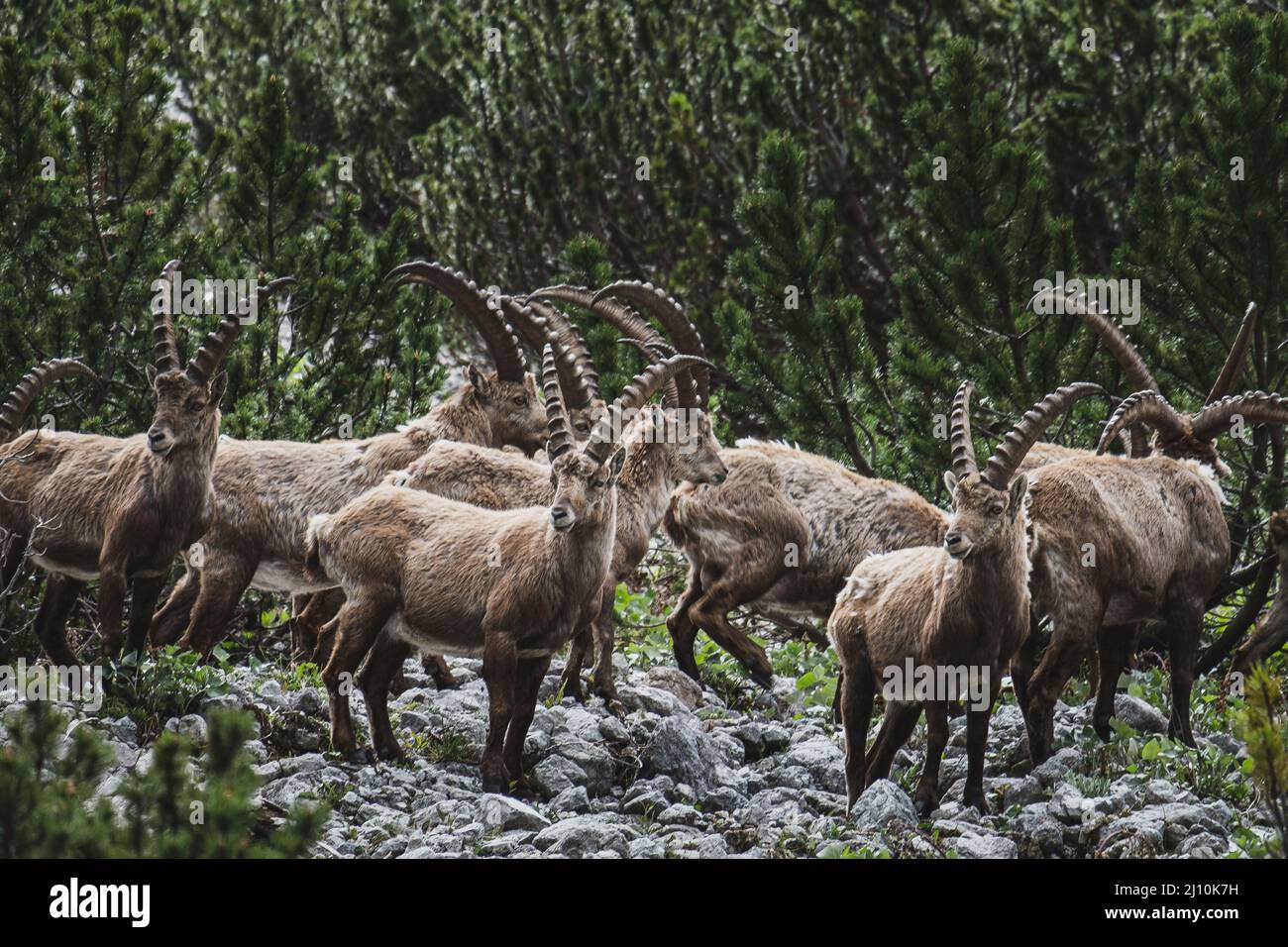 Shot of goats in forest Stock Photo - Alamy